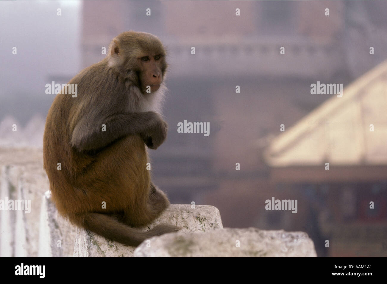 Hanuman pictures hi-res stock photography and images - Alamy