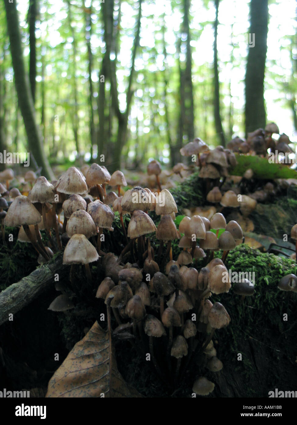 Funghi uk hi-res stock photography and images - Alamy