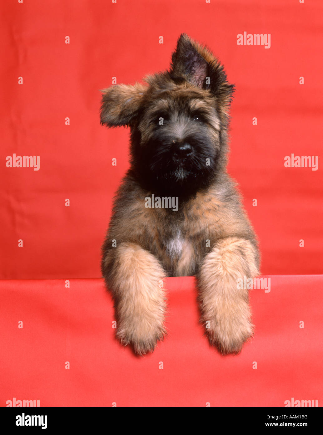 French briard hi-res stock photography and images - Alamy