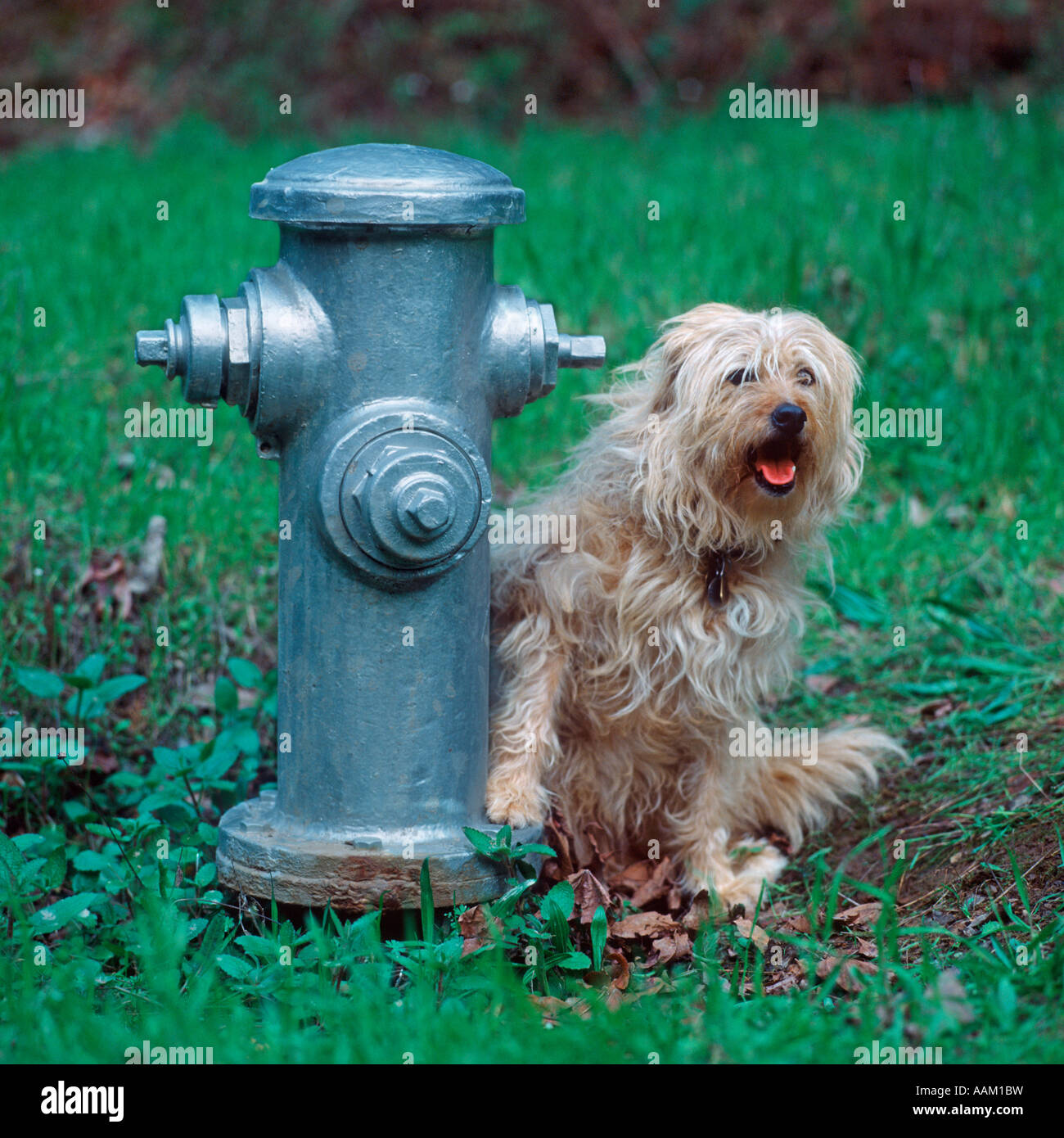 Dog of fire hi-res stock photography and images - Alamy