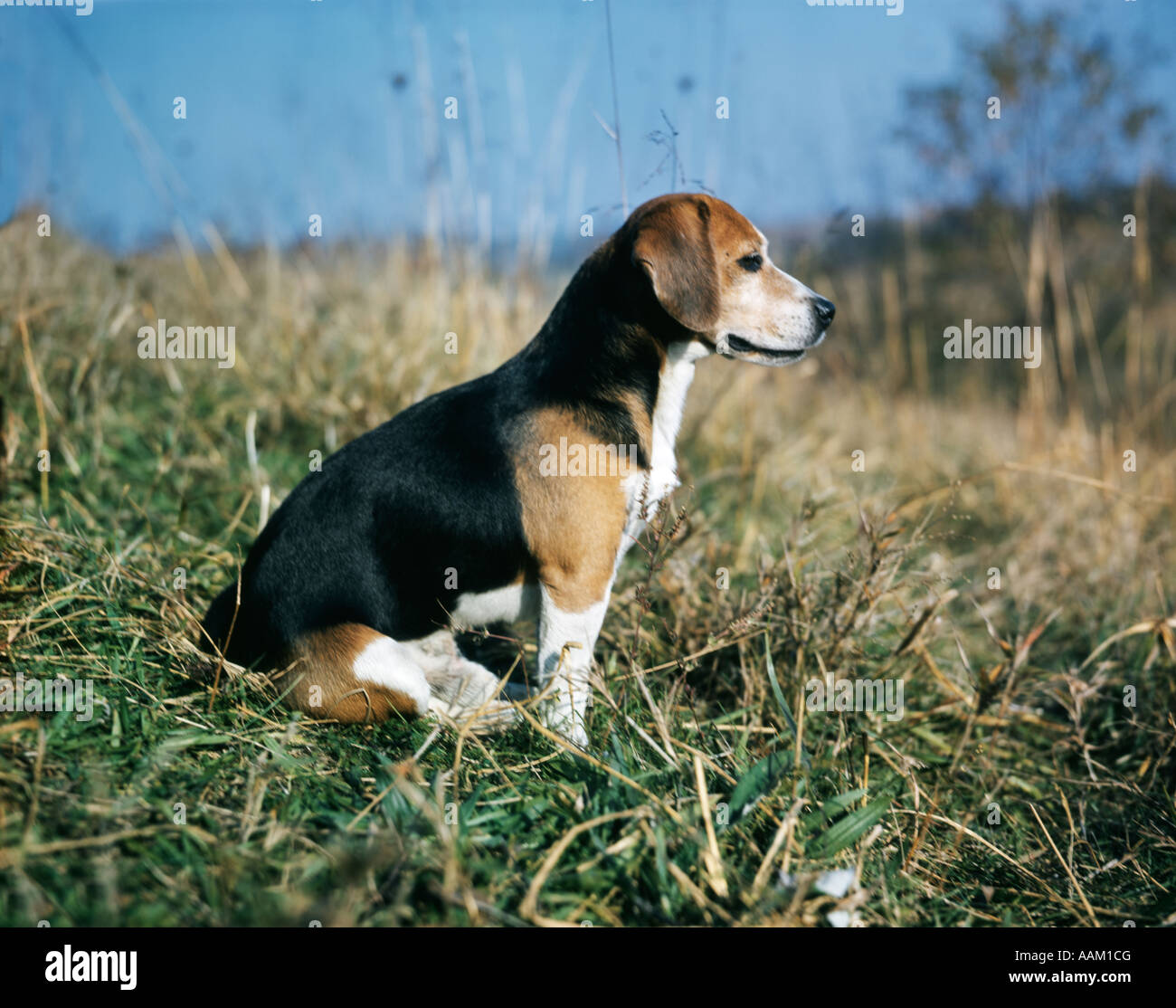 PROFILE BEAGLE PUP SITTING IN GRASS Stock Photo - Alamy