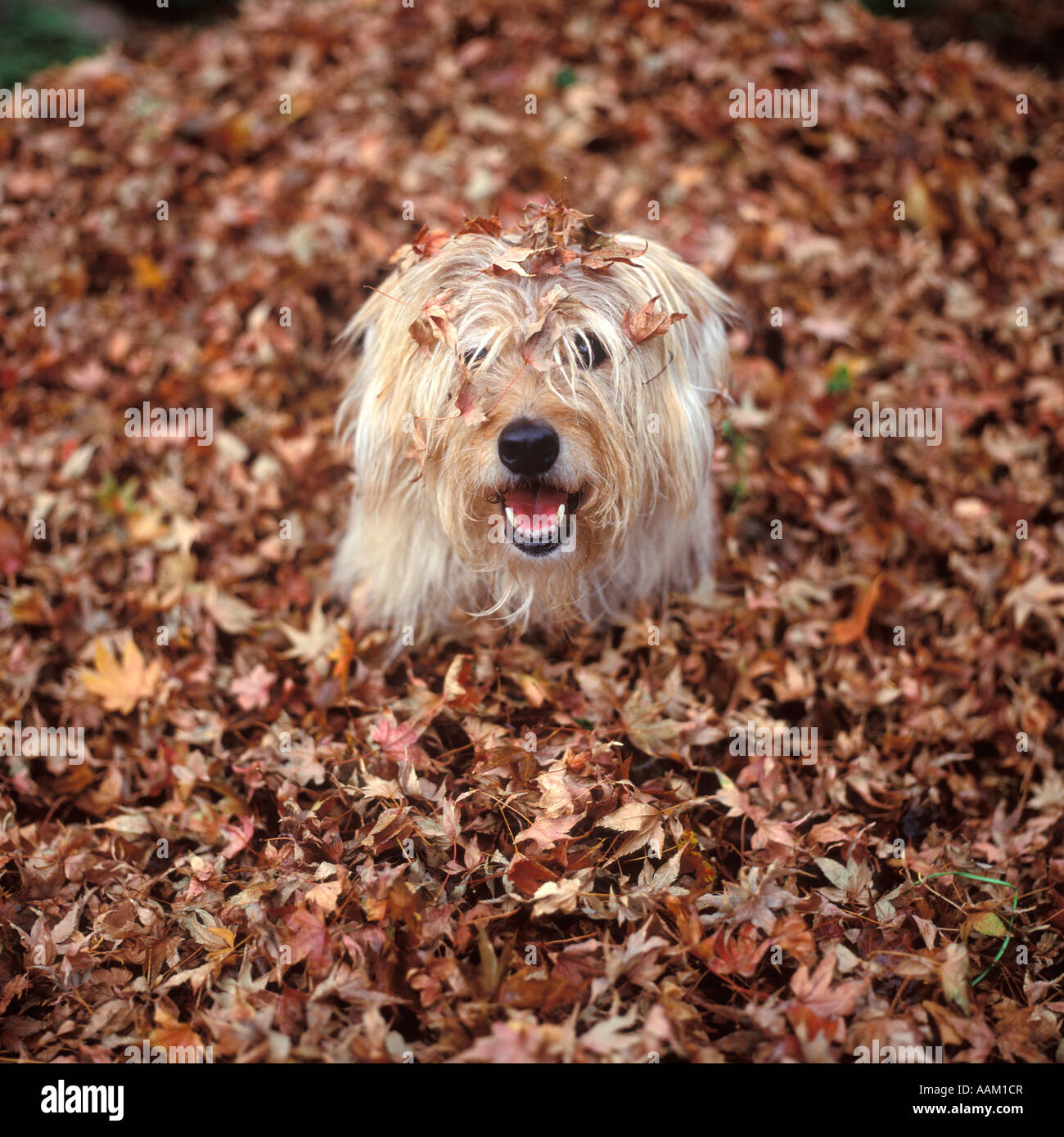 DOG COVERED IN LEAVES UP TO HIS HEAD Stock Photo - Alamy
