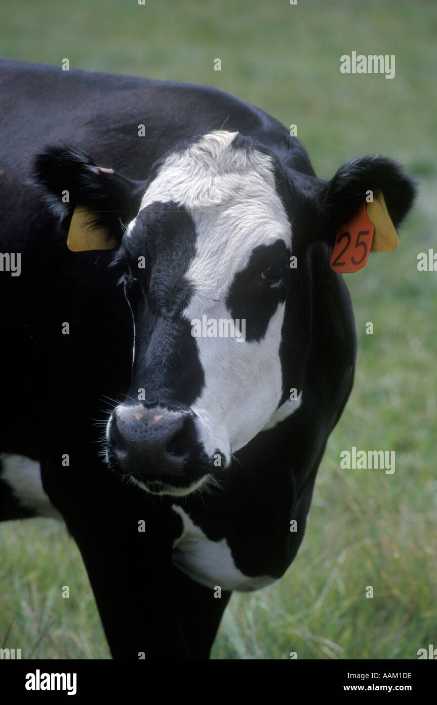 Holstein cow pictures hi-res stock photography and images - Alamy