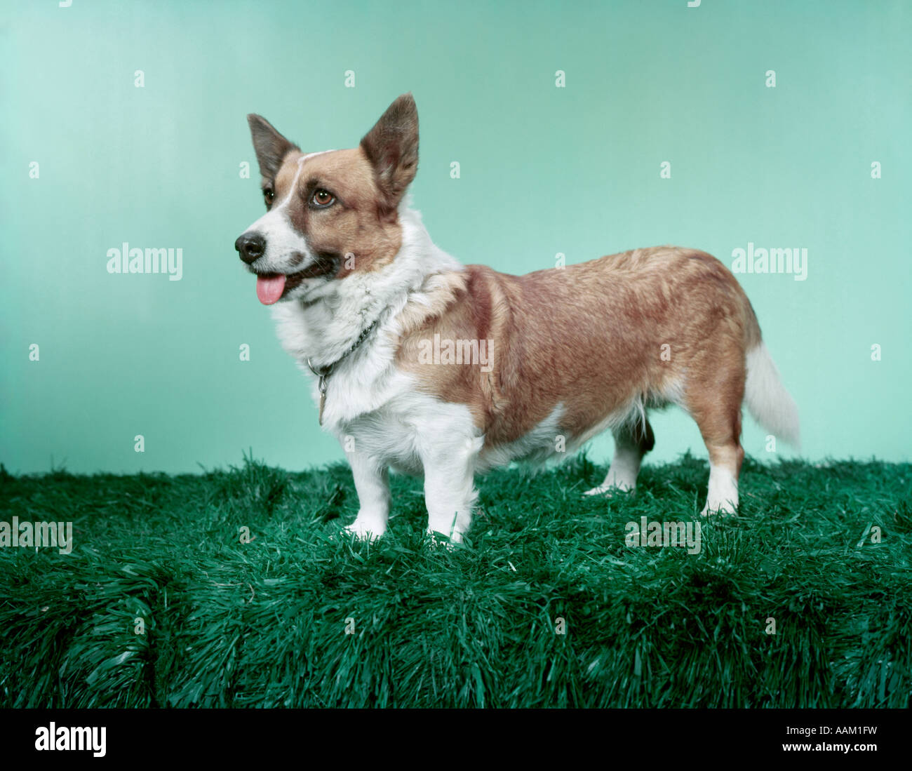 Classic dogs hi-res stock photography and images - Alamy