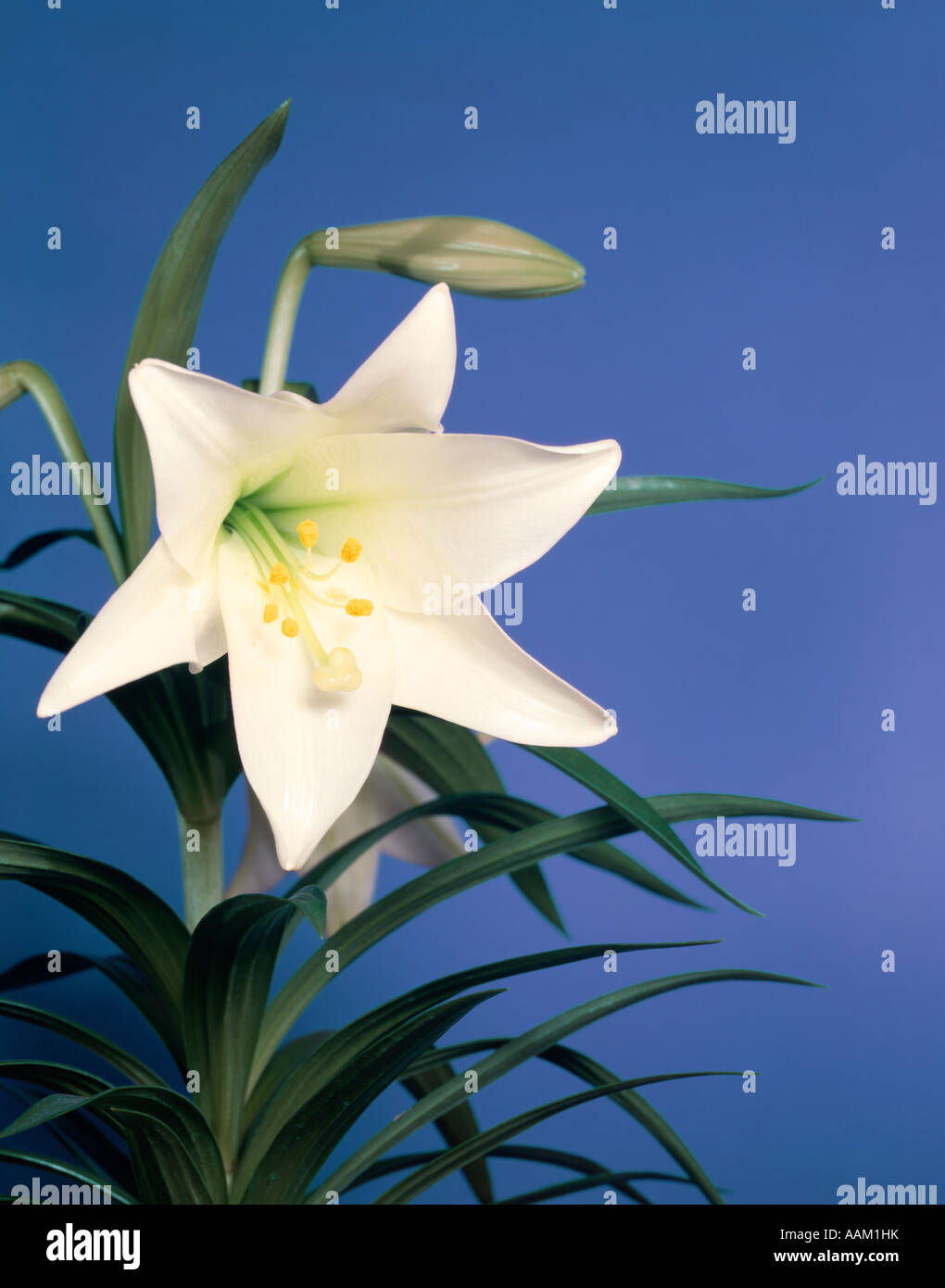 SINGLE WHITE EASTER LILY ON PURPLE BACKGROUND Stock Photo - Alamy