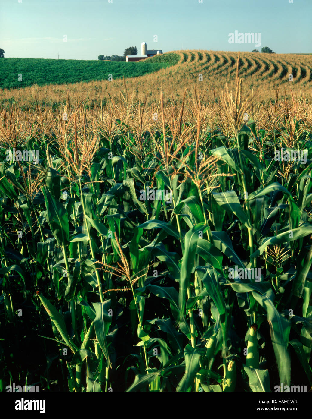 CORN FIELD NORTHEAST CORNER IOWA Stock Photo - Alamy