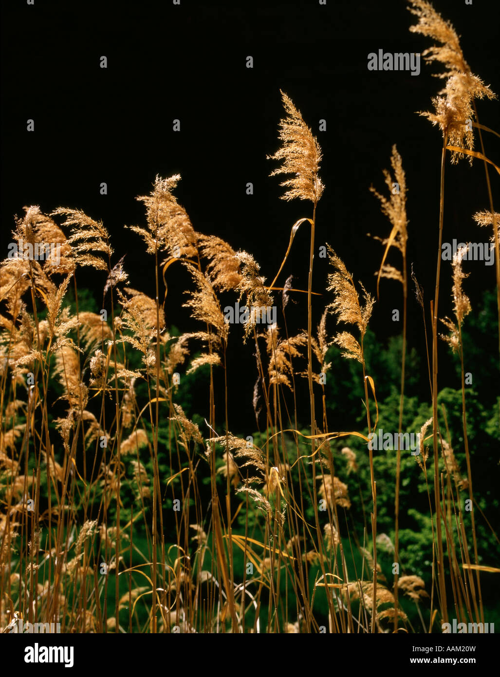 Black plumed hi-res stock photography and images - Alamy