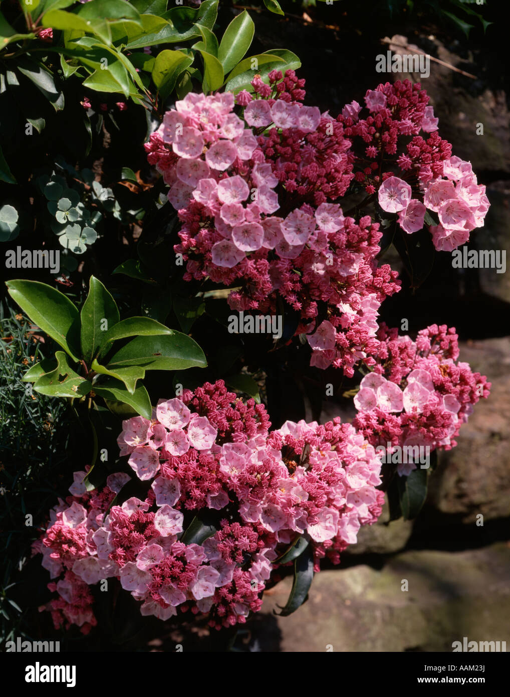 PINK MOUNTAIN LAUREL BLOOMING Stock Photo - Alamy
