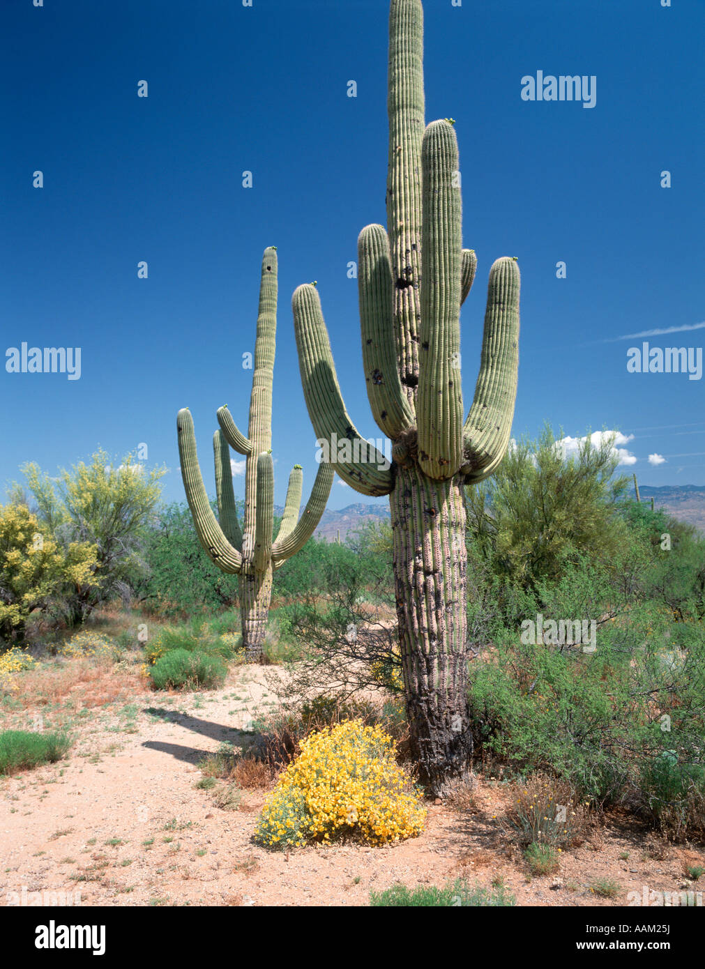 SAGUARO NATIONAL MONUMENT EAST TUCSON, ARIZONA Stock Photo - Alamy
