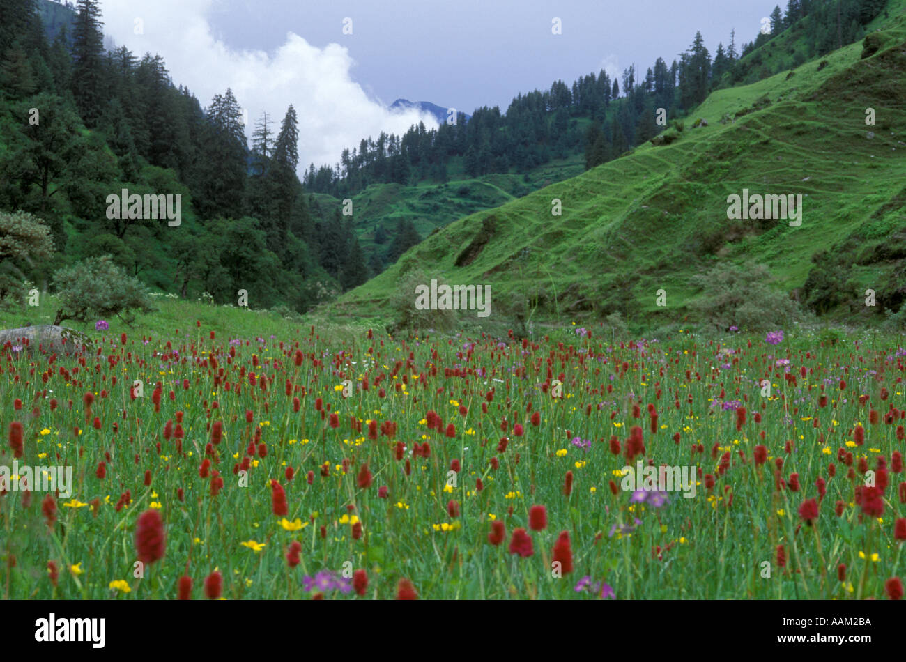 Eastern Himalayas Flora High Resolution Stock Photography and Images ...