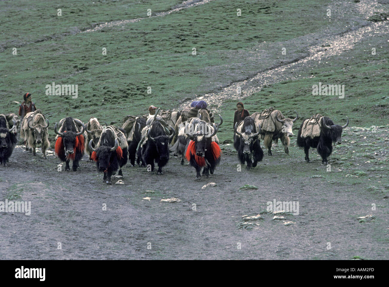 Nomadic Dolpo men HERD a YAK TRAIN laden with CARGO up a rocky ...