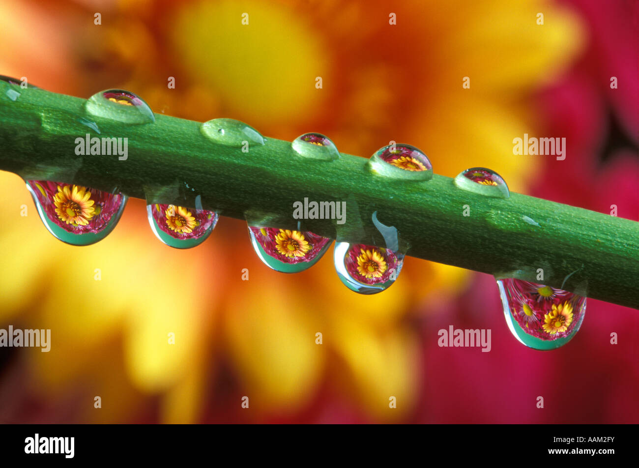 WATER DROPLETS ON FLOWER STEM REFLECTING VIEW OF FLOWERS IN BACKGROUND ...