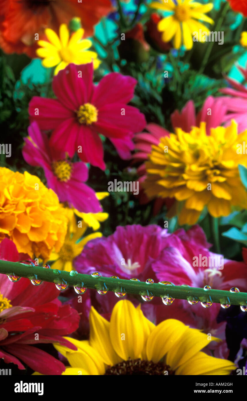 WATER DROPLETS ON FLOWER STEM REFLECTING VIEW OF FLOWERS IN BACKGROUND ...