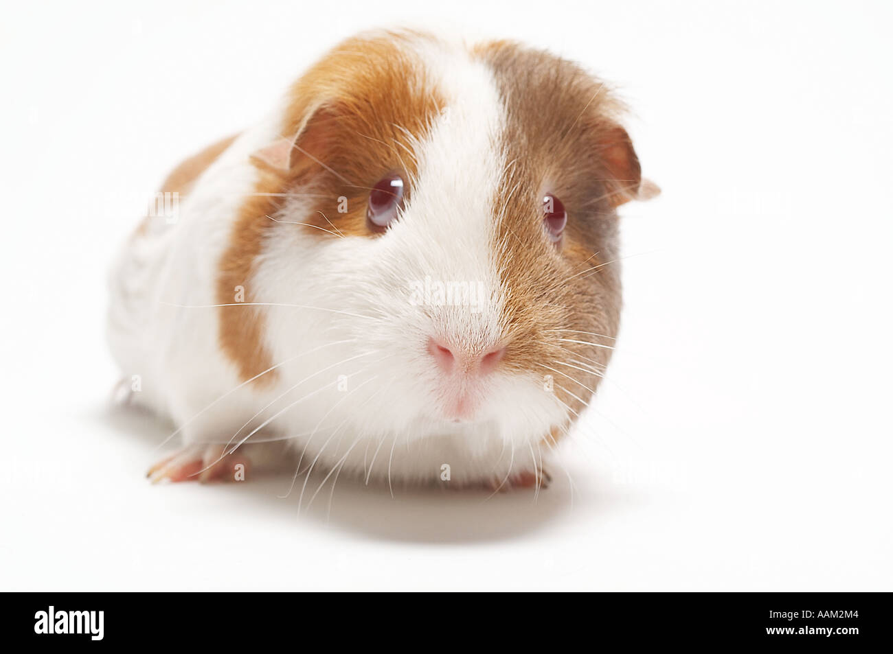 Animal testing pig Cut Out Stock Images & Pictures - Alamy