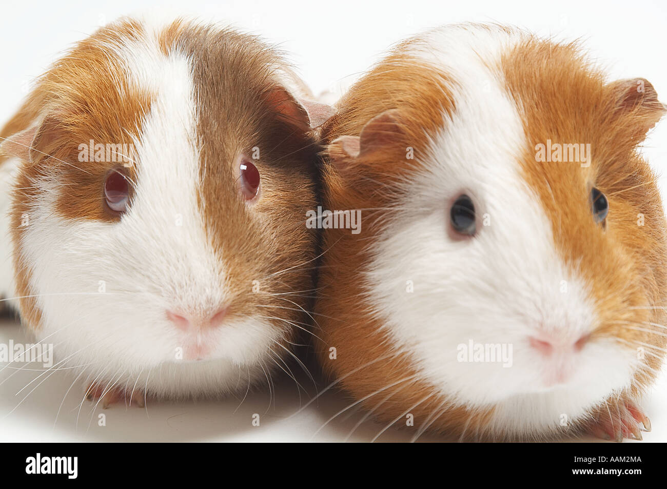 guinea, pigs, pig, pet, cute, cuddle, furry, animal, test, testing ...