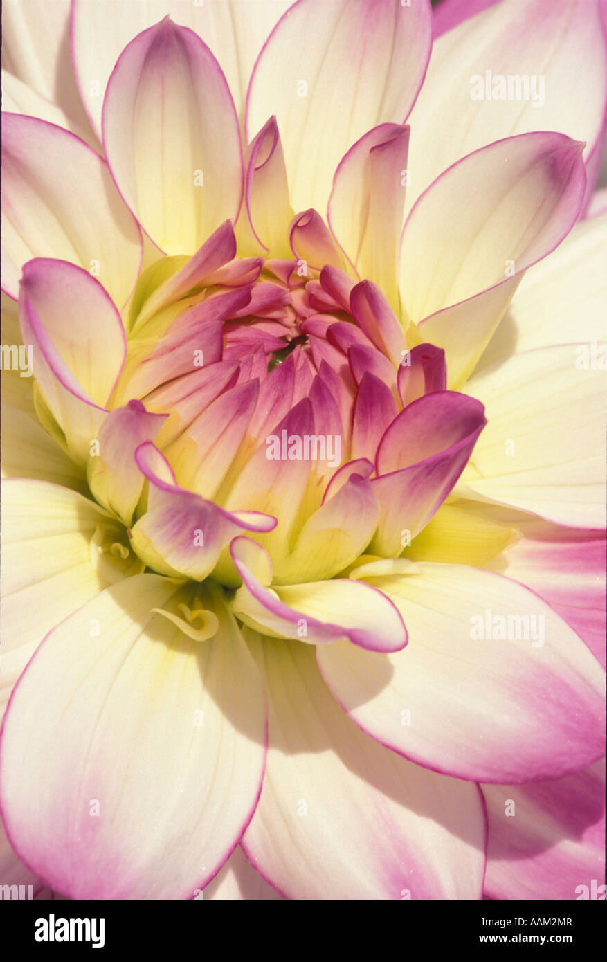 VICTORIA ANN DAHLIA SWAN ISLAND CANBY OREGON Stock Photo - Alamy