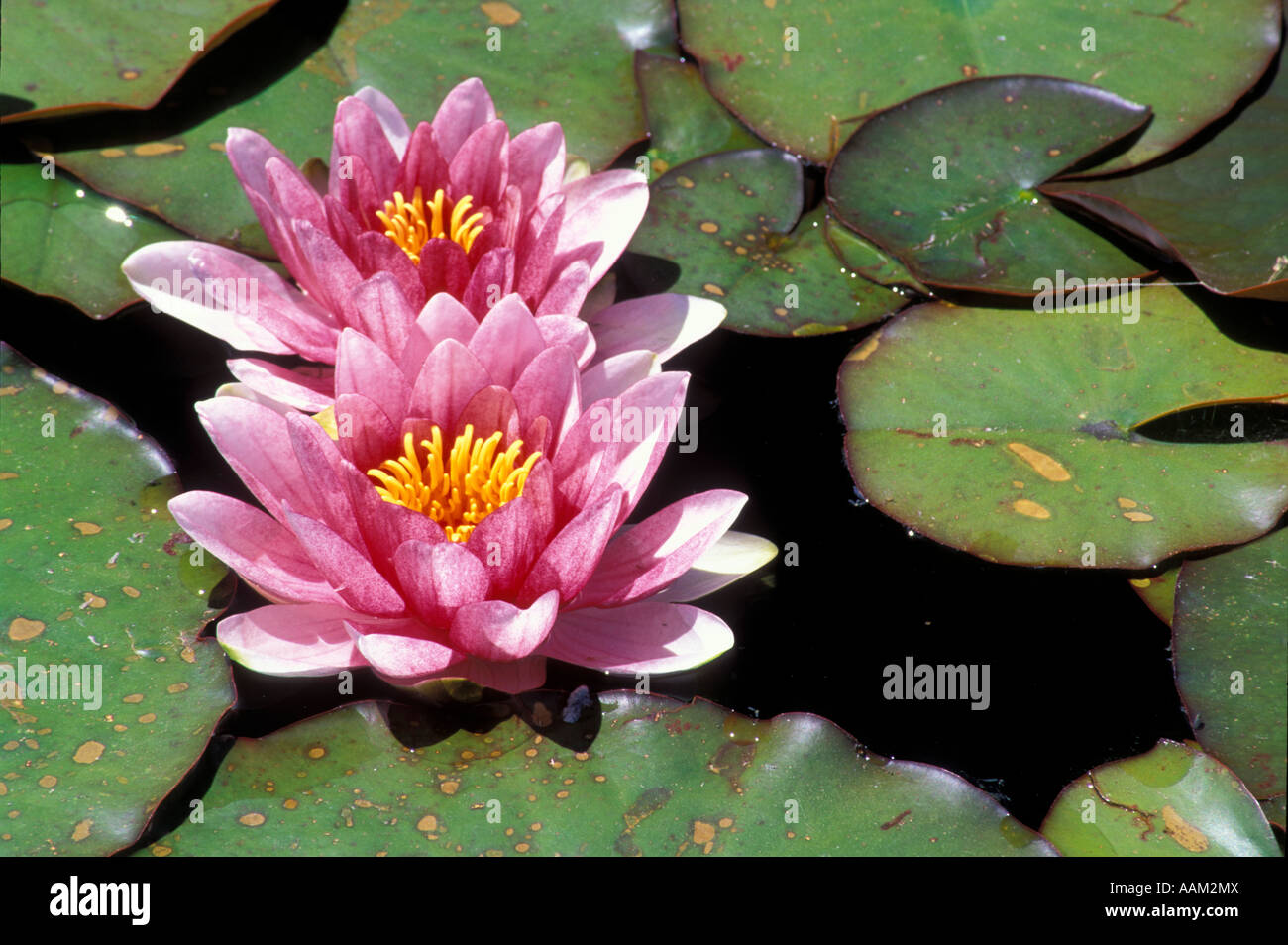 WATER LILY OREGON GARDEN SILVERTON OREGON Stock Photo - Alamy