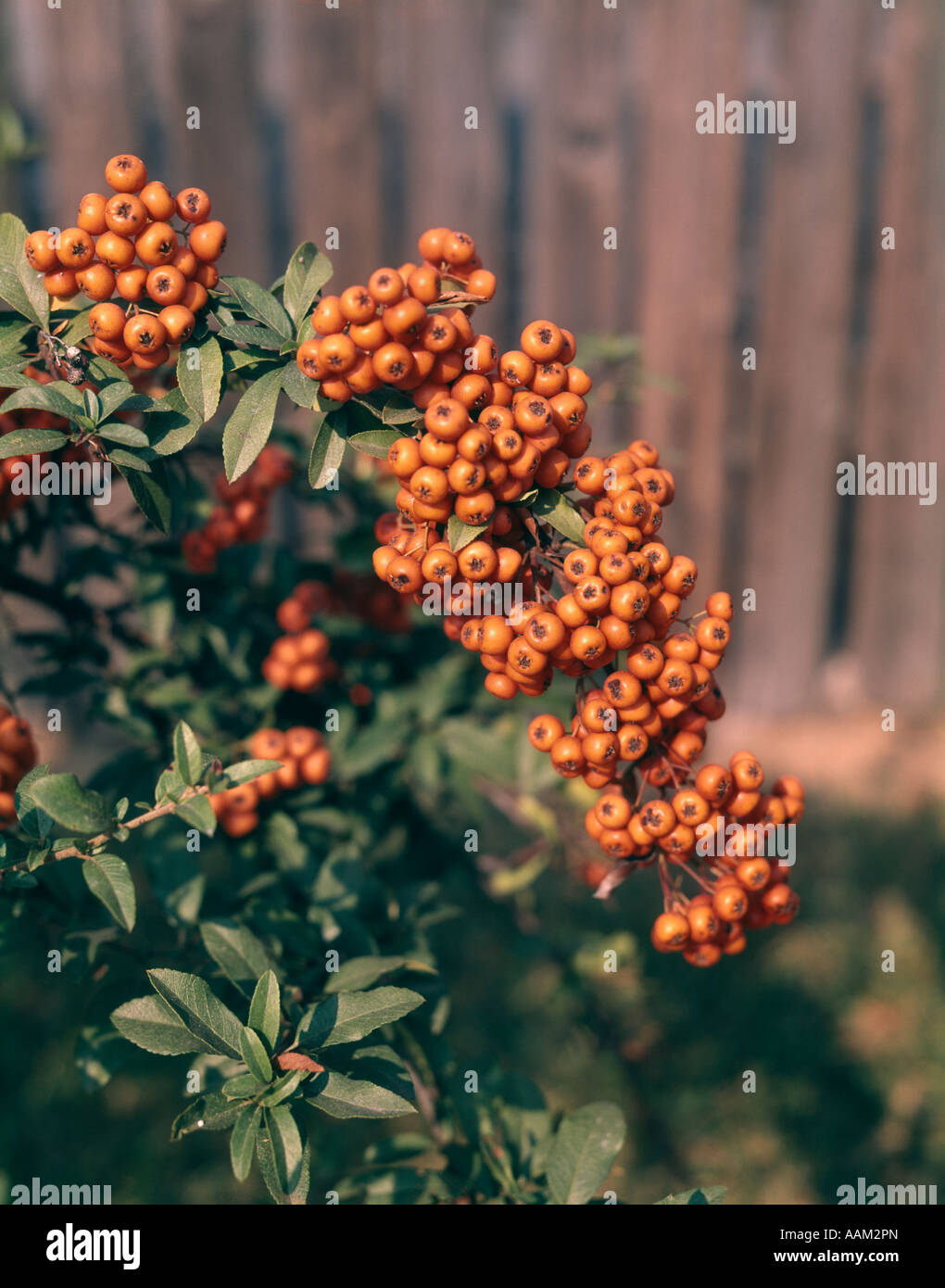 PYRACANTHA BERRIES AUTUMN Stock Photo - Alamy