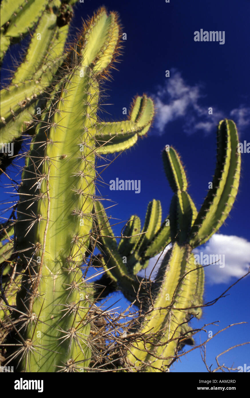 Mandacaru cactus from sertão back country in Northeastern Brazil Stock ...