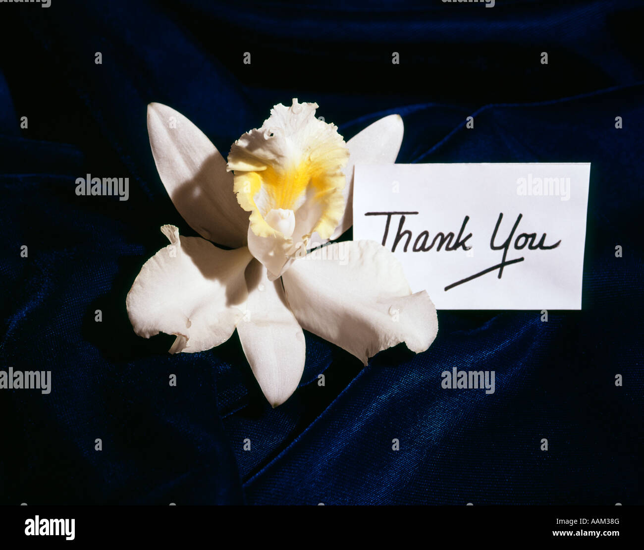 1970s WHITE ORCHID ORCHIDS DARK BLUE VELVET BACKGROUND CORSAGE GIFT ...