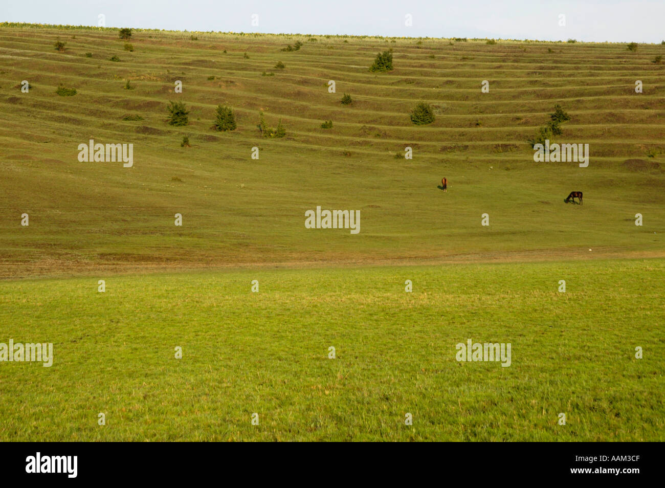 Moldova, pasture land, terraces Stock Photo - Alamy