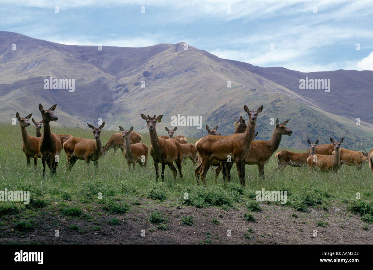Landscape scenery deer farm venison hi-res stock photography and images ...