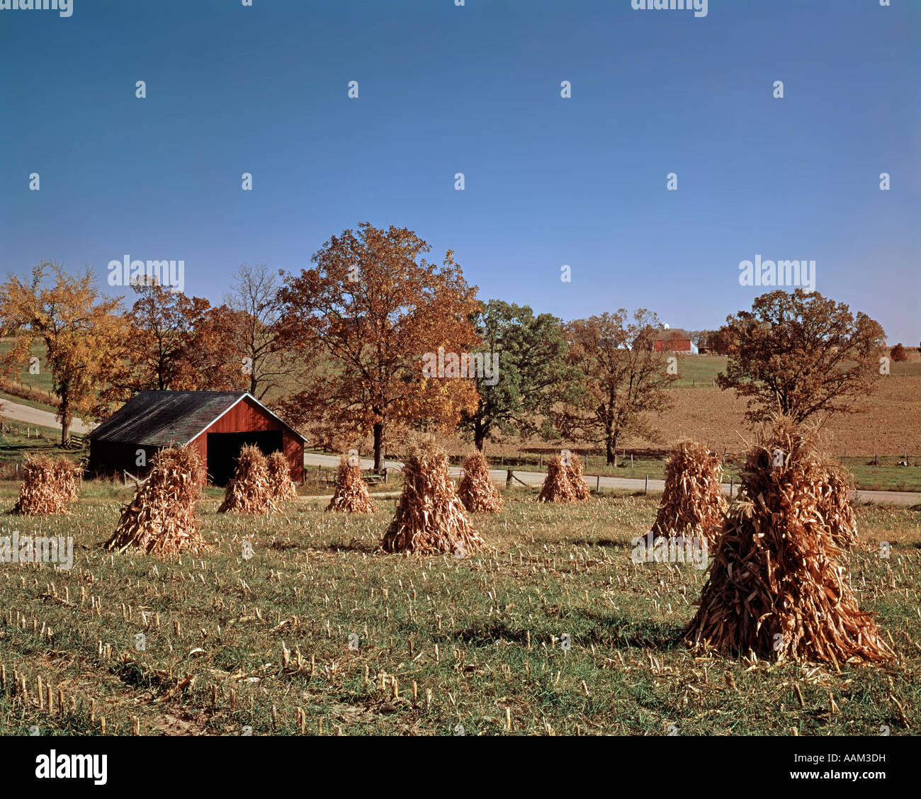 1940s 1950s FARMING CORN SHOCKS STANDING IN AUTUMN CORNFIELD WISCONSIN ...