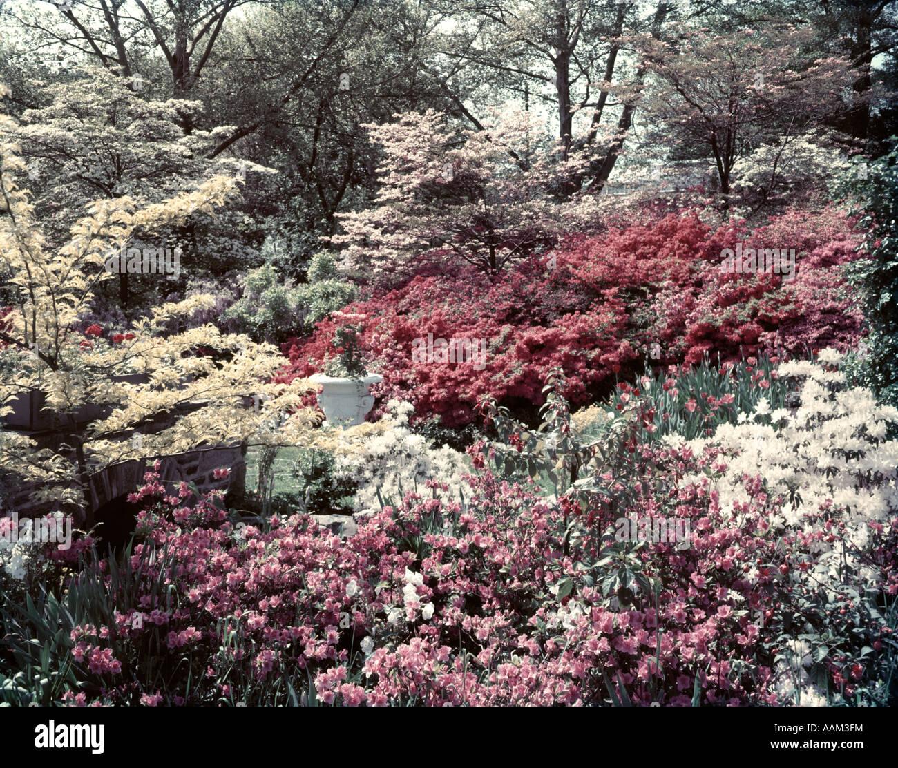 1950s SPRING GARDEN IN FULL BLOOM WITH DOGWOOD AZALEA RHODODENDRON ...