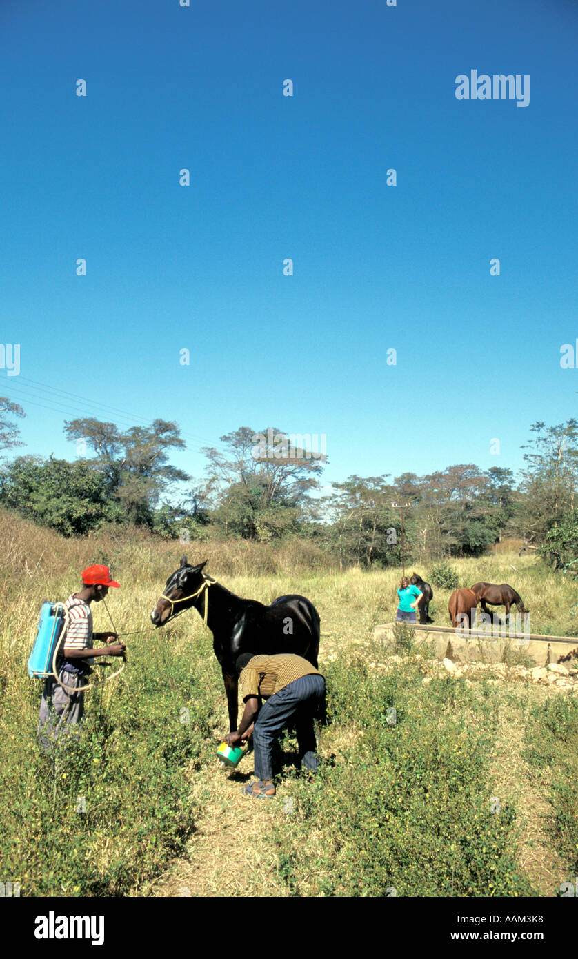 People at Work, Tools – The Horse - Taking Precautions - Spraying Pony ...