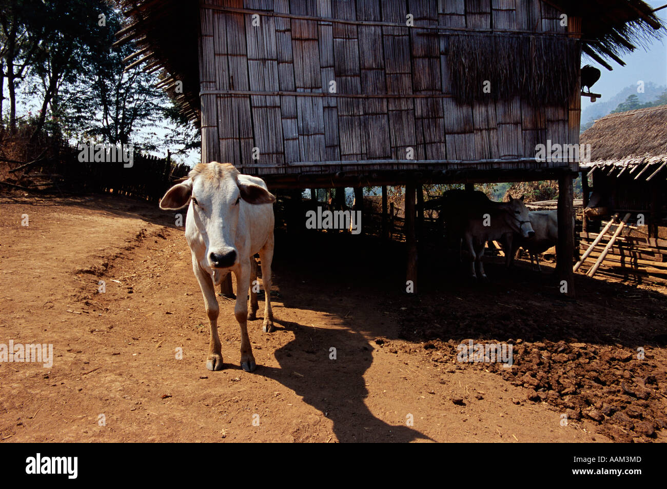 Cattle under bamboo home at Karen hilltribe village, northern Thailand ...