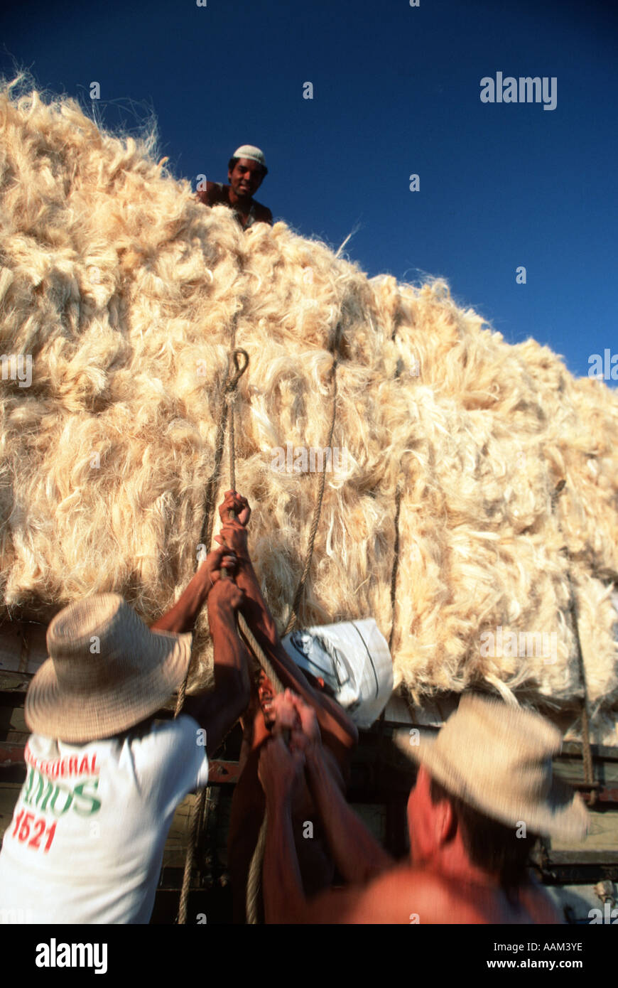 Brazil. Sisal thread loading for exportation Stock Photo - Alamy