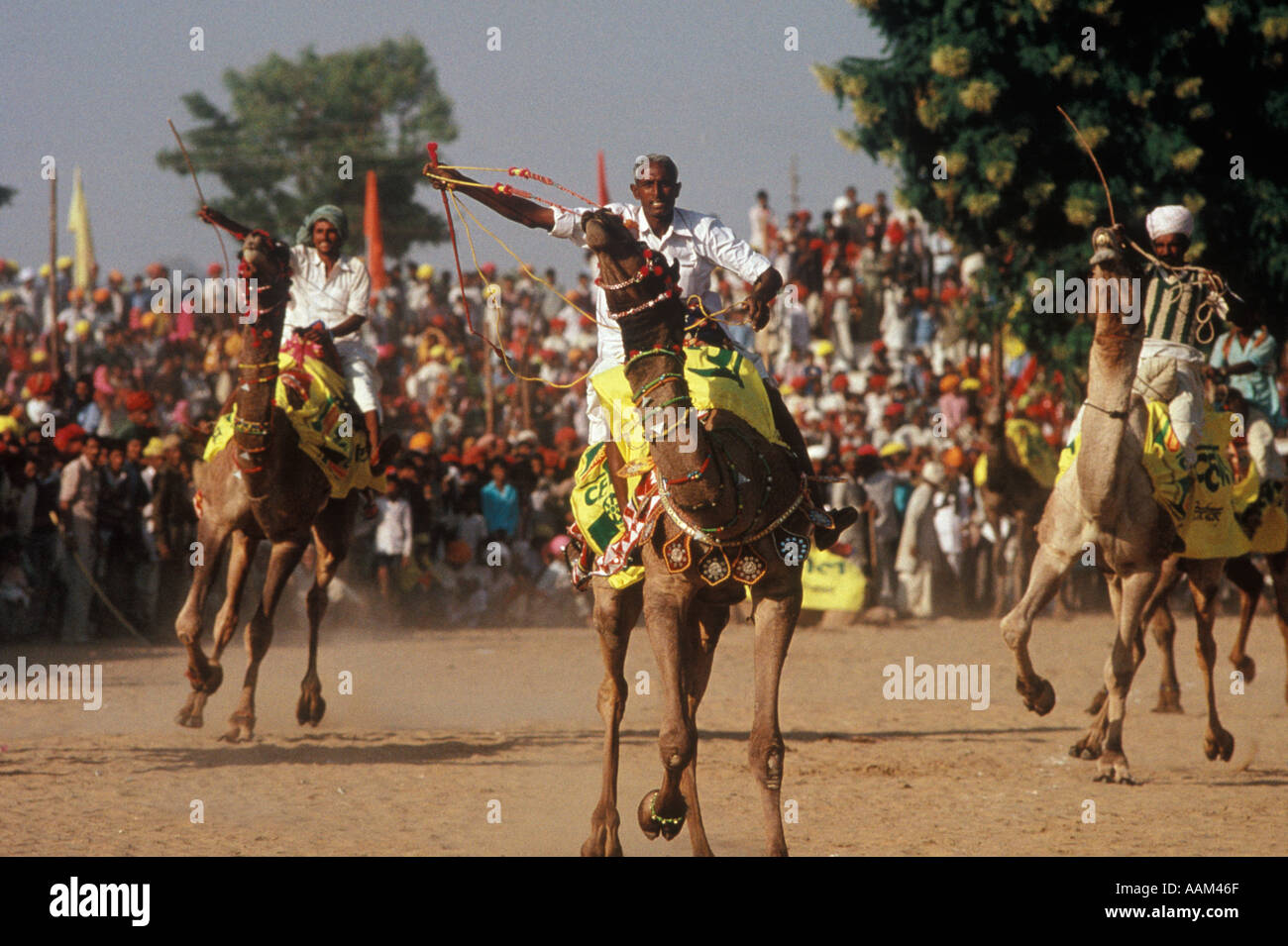 CAMEL RACES at the PUSHKAR CAMEL FAIR RAJASTHAN INDIA Stock Photo - Alamy