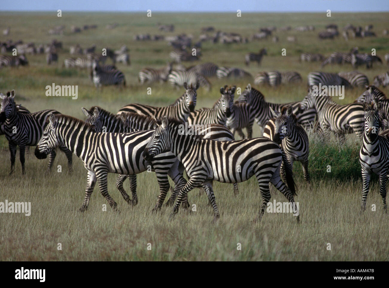African animals migrating across plain hi-res stock photography and ...