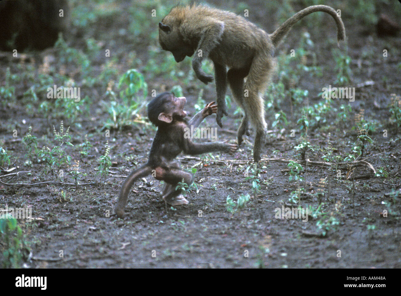 An olive baboon leaps into the air while another attempts to leap after ...