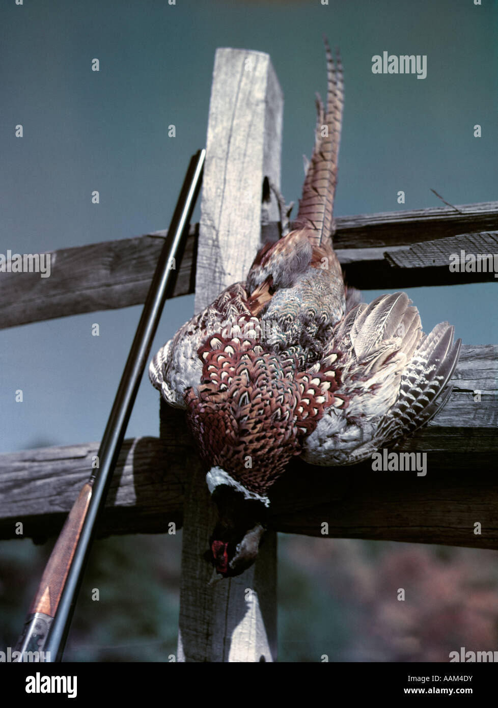 Classic still life dead pheasant hi-res stock photography and images ...