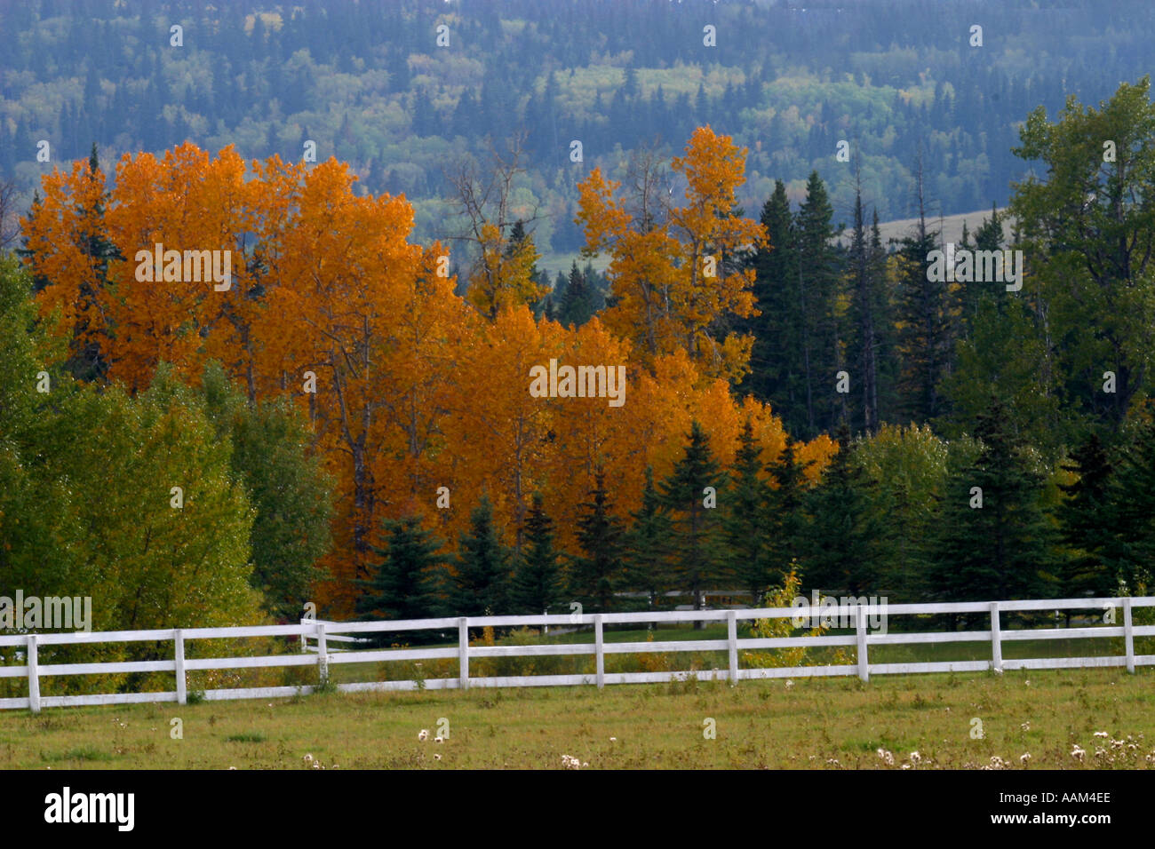 Autumn colours in Alberta Canada North America Stock Photo - Alamy