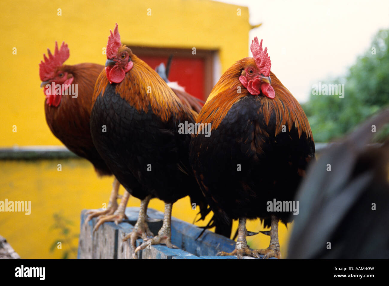 Aran islands birds hi-res stock photography and images - Alamy