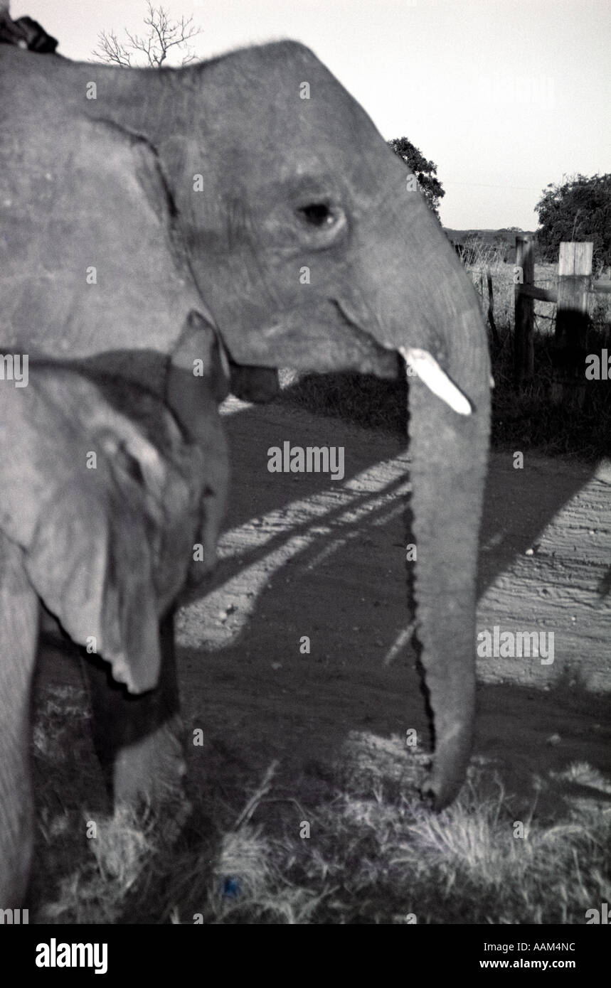 Orphaned when his mother hi-res stock photography and images - Alamy