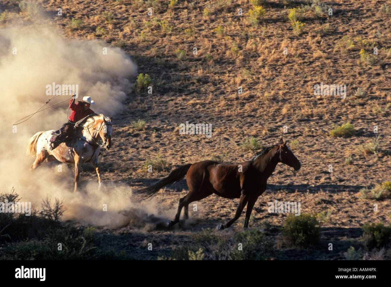 COWGIRL RIDING ROPING A HORSE ROCK SPRINGS RANCH BEND OREGON USA Stock ...