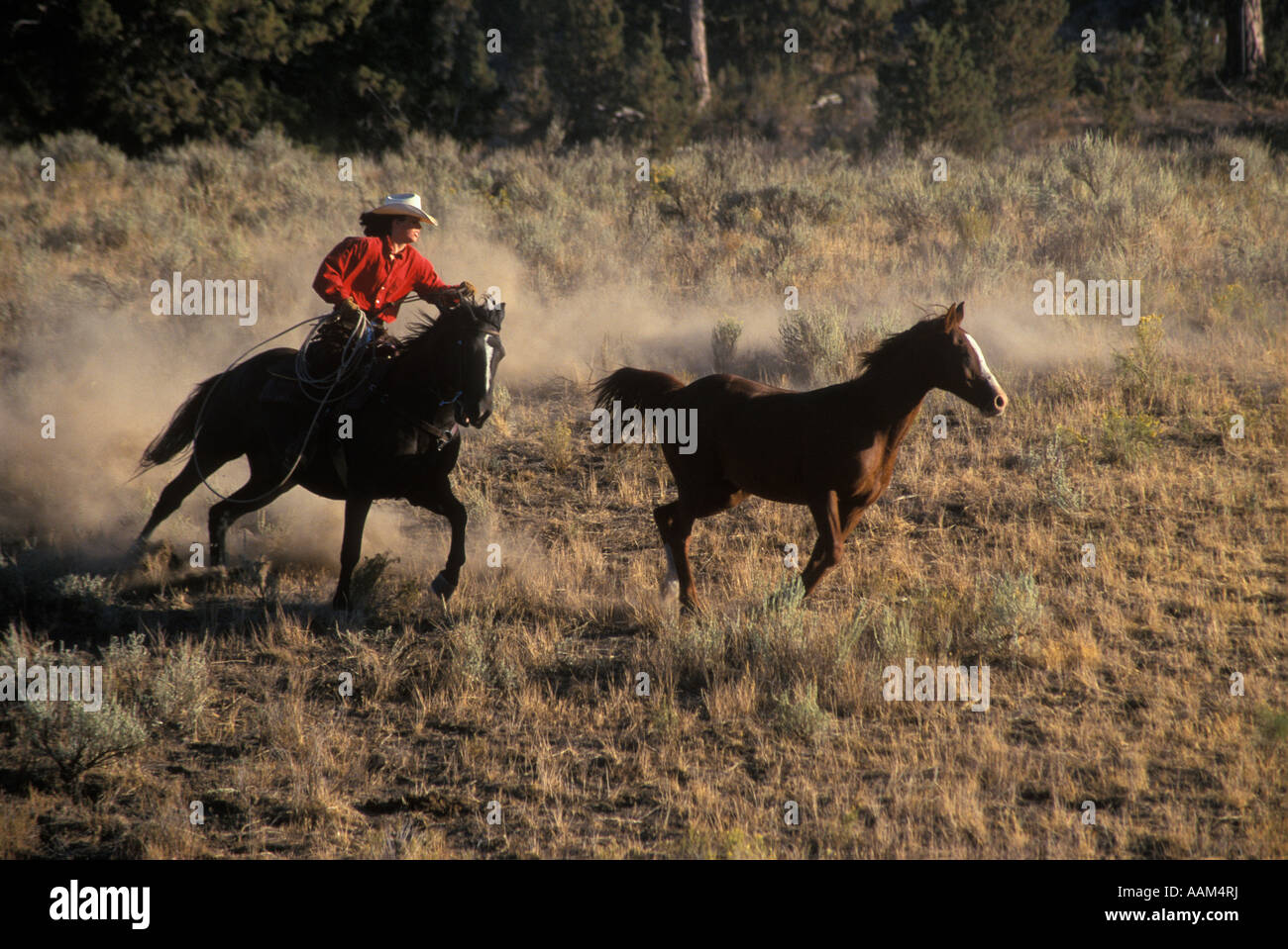 COWGIRL RIDING ROPING A HORSE ROCK SPRINGS RANCH BEND OREGON USA Stock ...