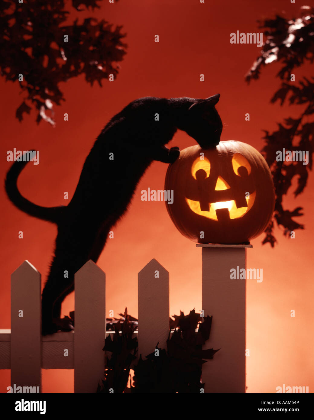 Old black cat white hi-res stock photography and images - Alamy