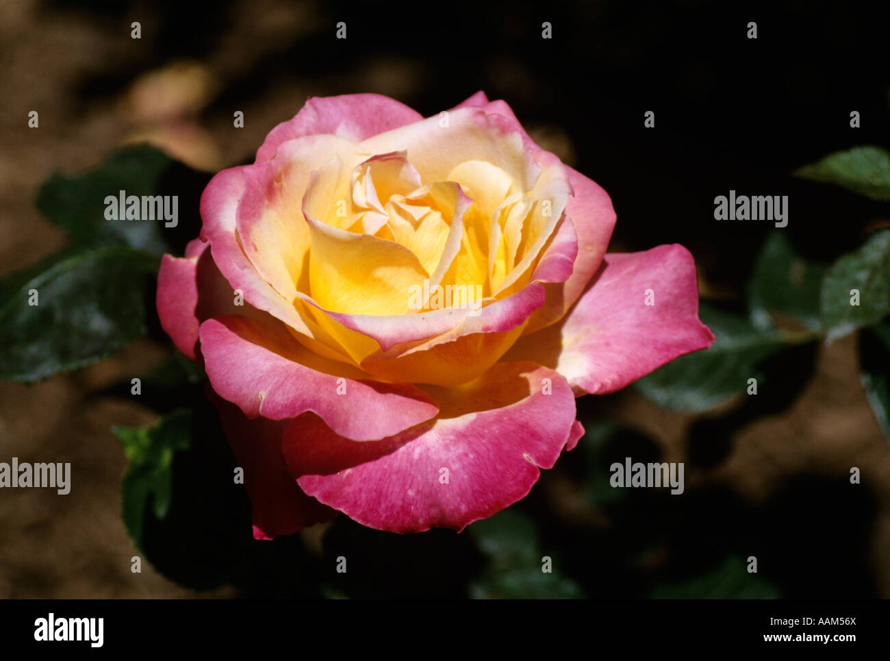 ROSE FLORIBUNDA SCENTIMENTAL Stock Photo - Alamy