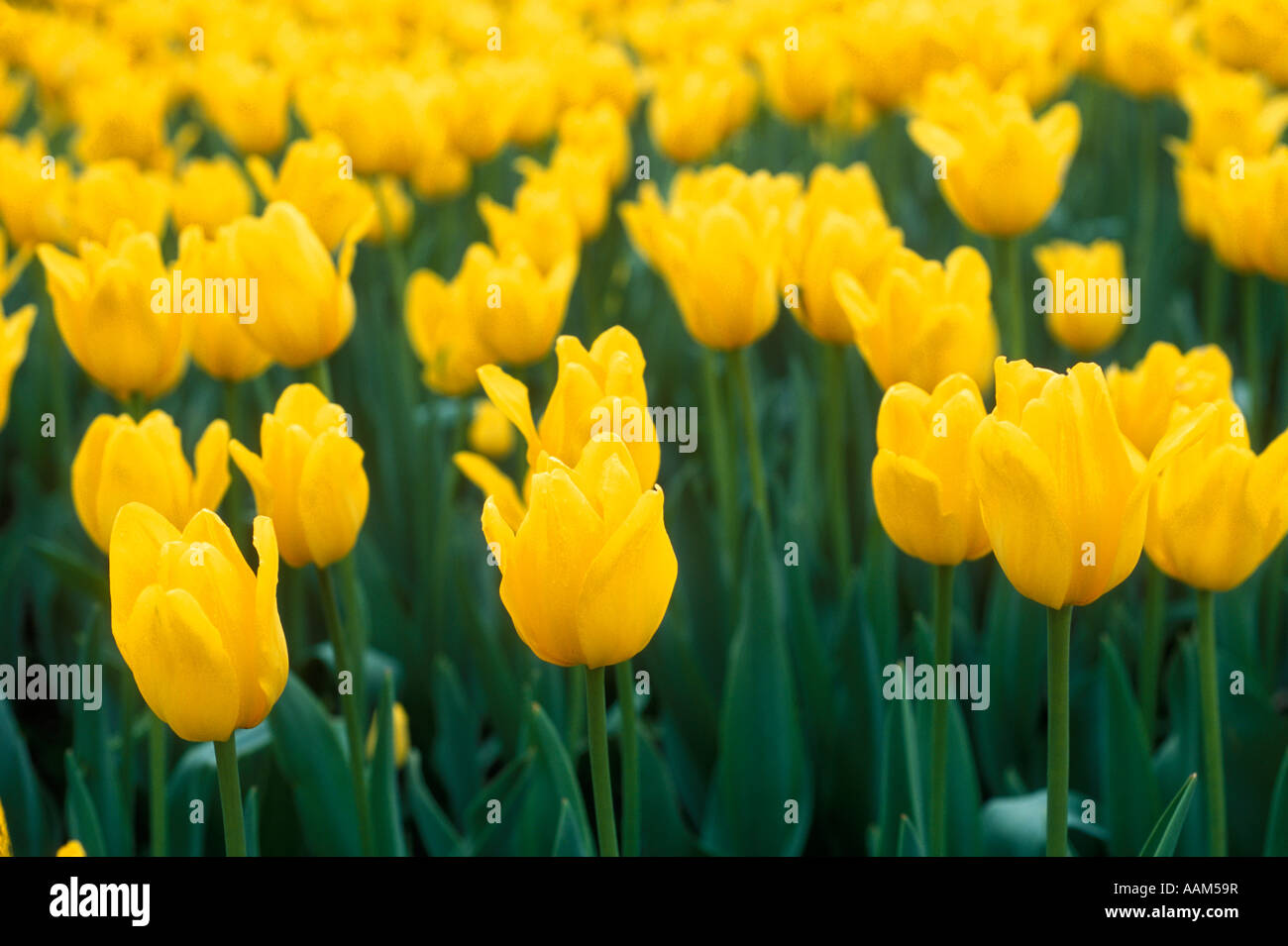 Kf38722 hi-res stock photography and images - Alamy