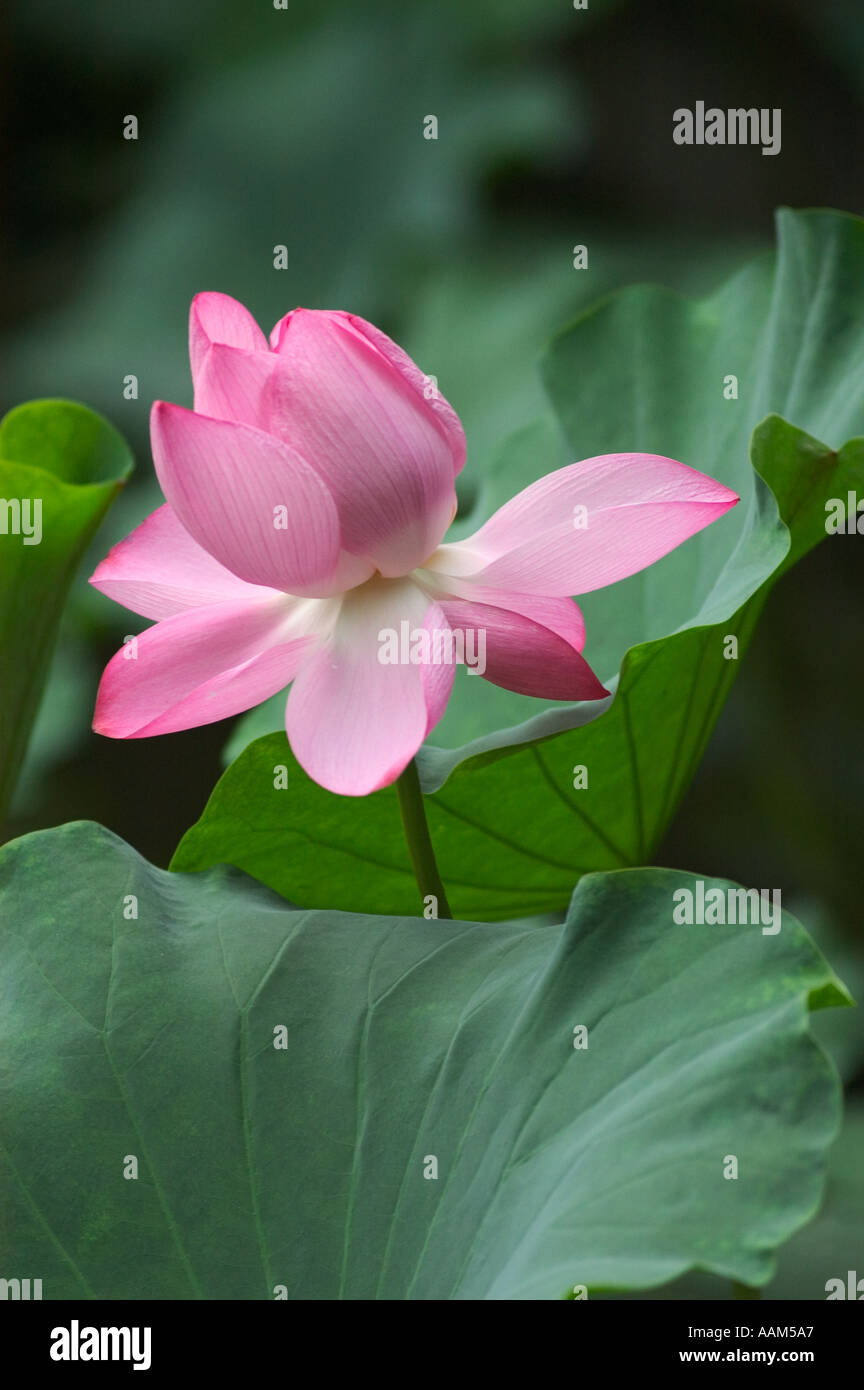Red Lotus flower bloom in a pond in the River Viewing Pavilion Park ...