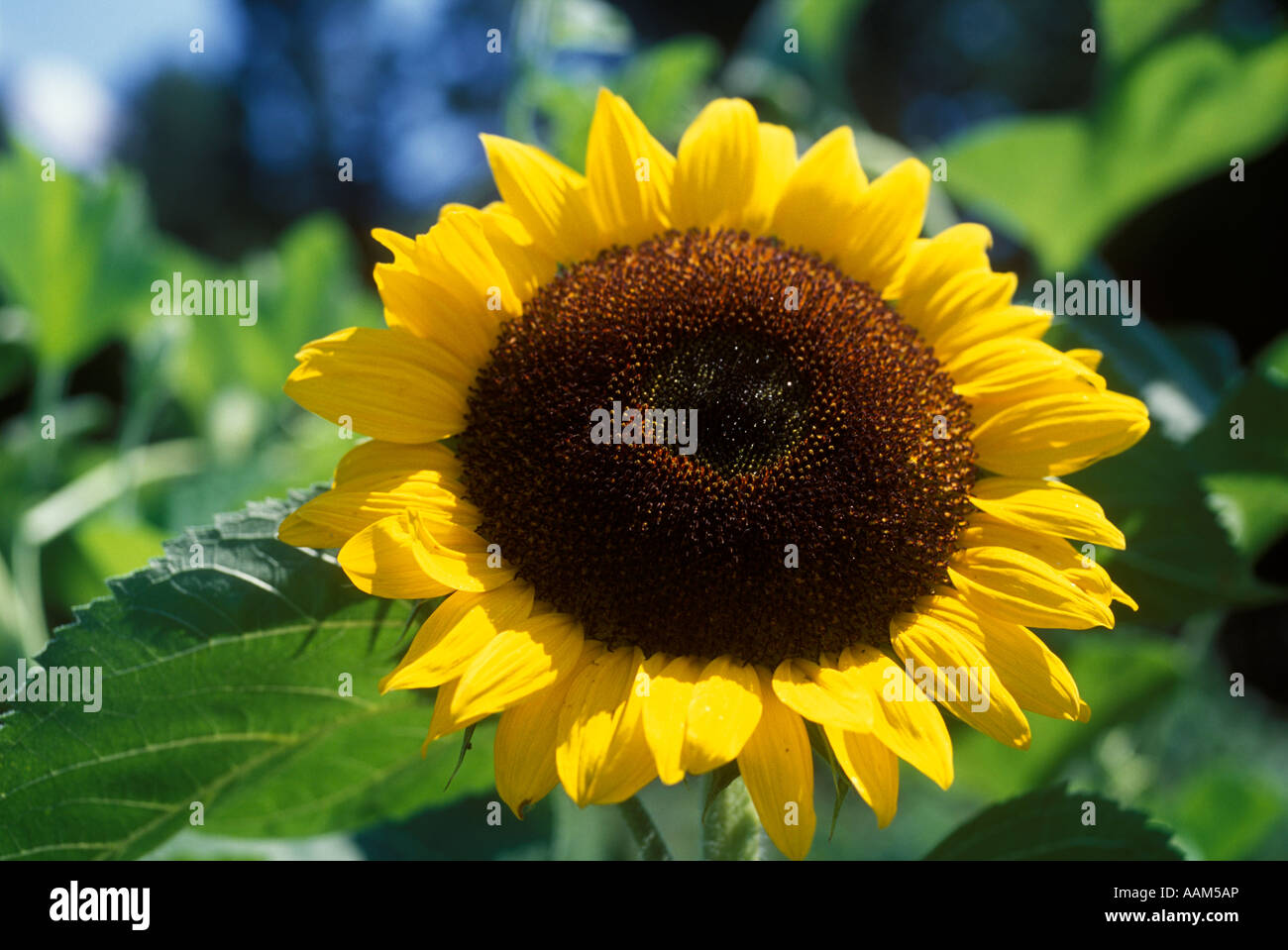 SUNFLOWER CLOSE UP Stock Photo - Alamy