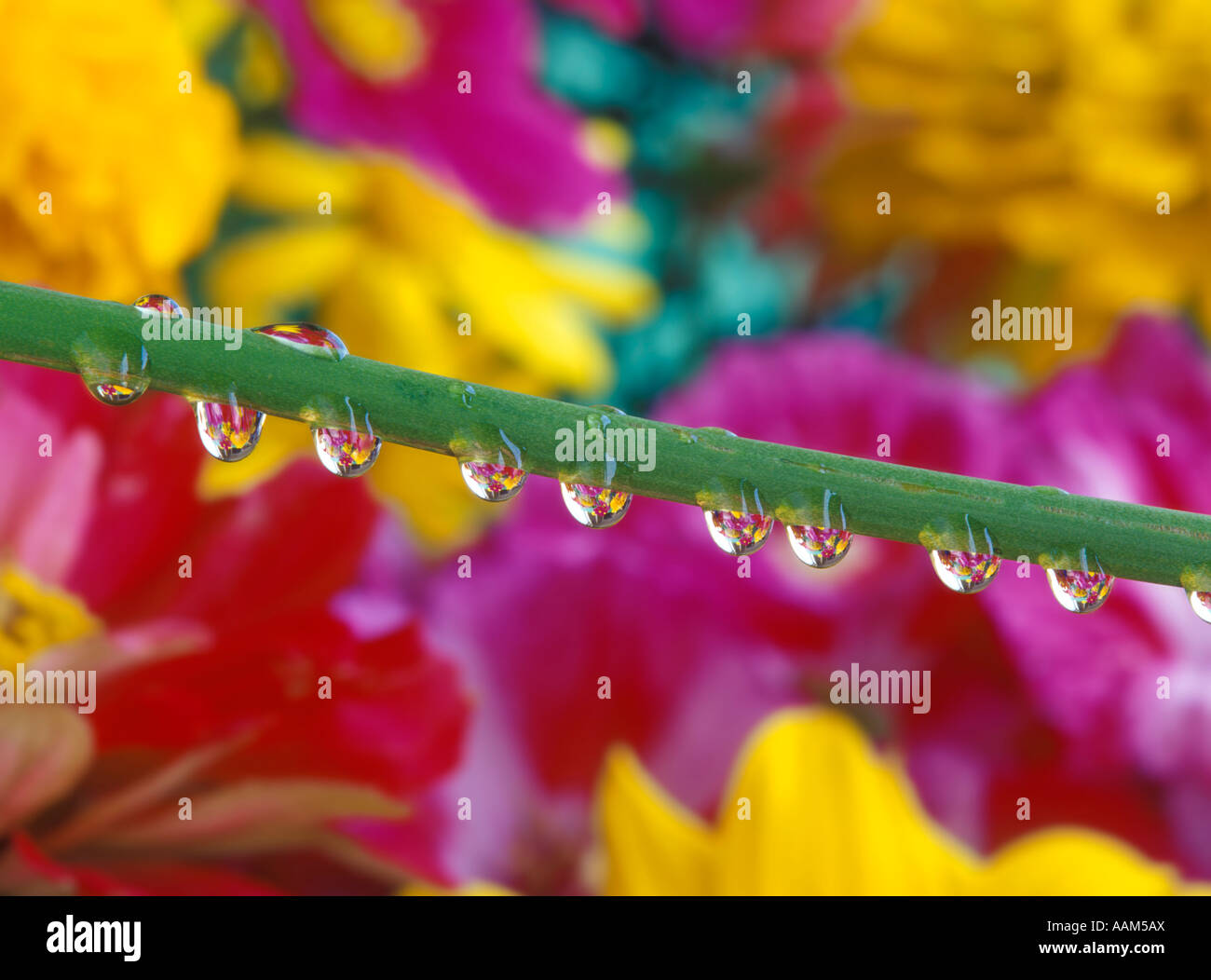 WATER DROPLETS ON FLOWER STEM REFLECTING VIEW OF FLOWERS IN BACKGROUND ...