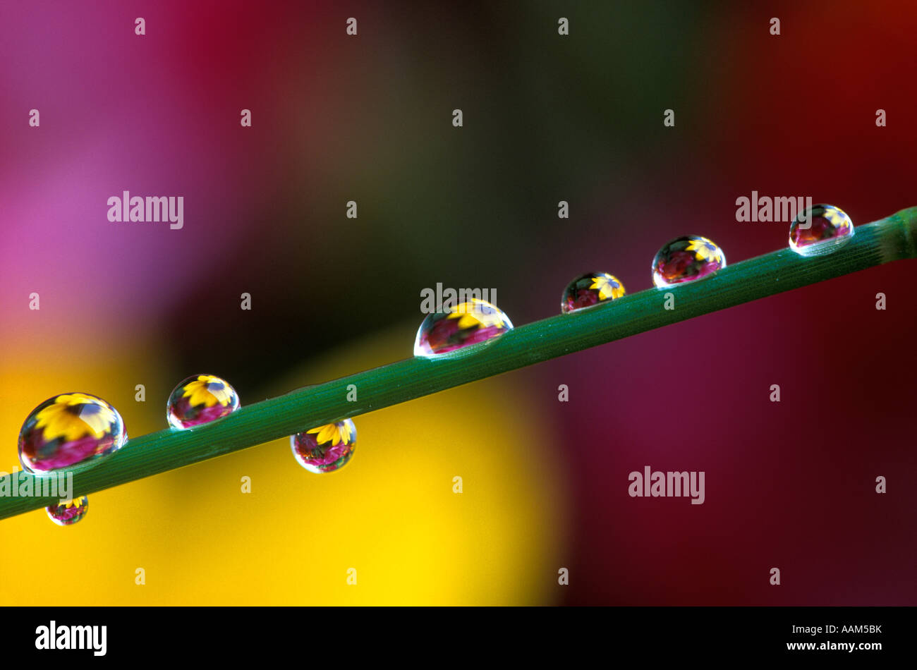 WATER DROPLETS ON FLOWER STEM REFLECTING VIEW OF FLOWERS IN BACKGROUND ...