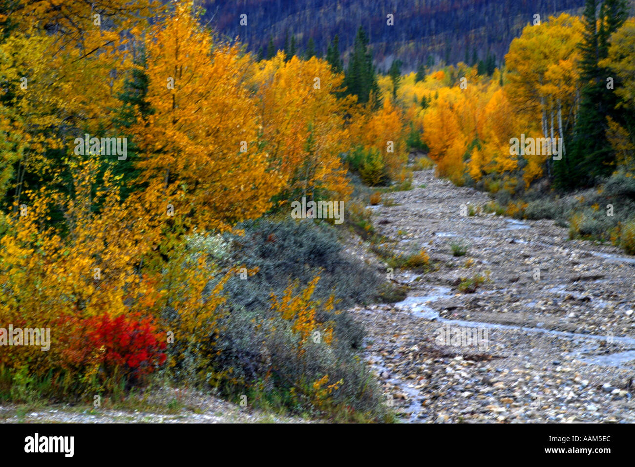 Horizontal Autumn colors in Alberta Canada North America Stock Photo ...