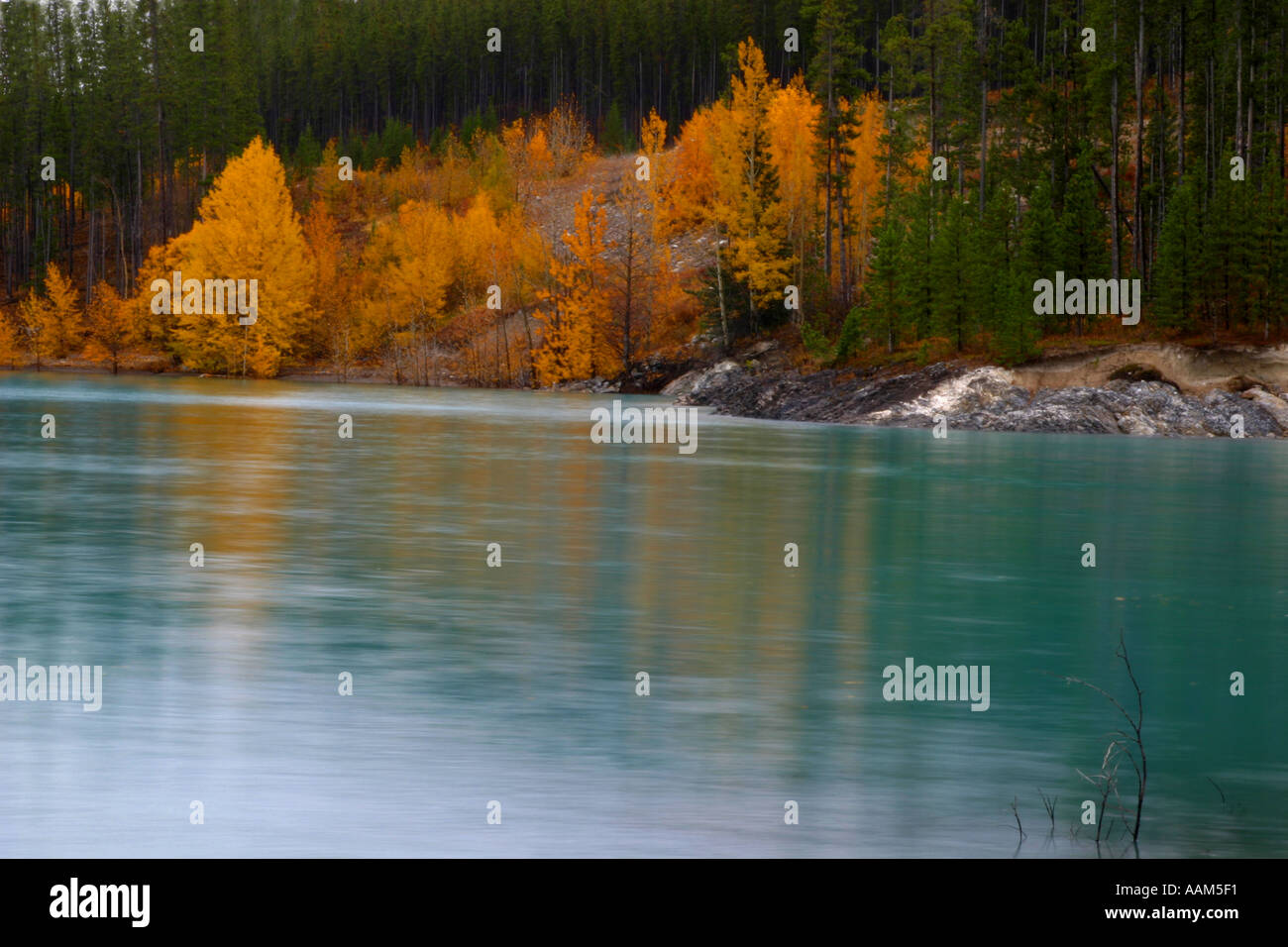 Horizontal Autumn colors in Alberta Canada North America Stock Photo ...