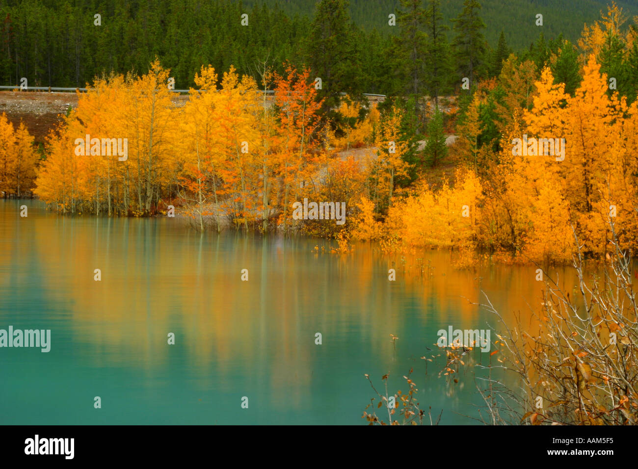Horizontal Autumn colors in Alberta Canada North America Stock Photo ...